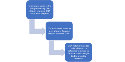 Telomerase | Definition, Function & Clinical Uses - Lesson | Study.com