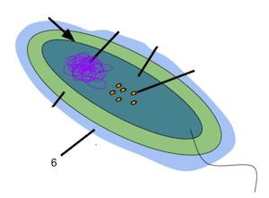 Glycocalyx: Definition & Function - Video & Lesson Transcript | Study.com
