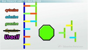 DNA Polymerase & RNA Primase | Functions & End Products - Lesson ...