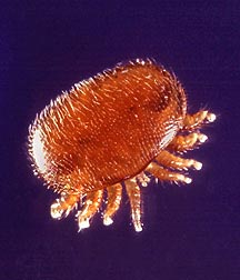 Varroa Mite Features, Life Cycle & Reproduction | Study.com