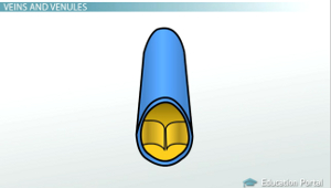 Blood Vessels Types & Functions | How are Arteries and Veins Different ...