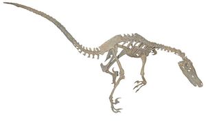 Flashcards - Dinosaur Flashcards | Study.com