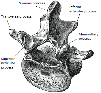 Multifidus Muscle: Origin, Insertion & Action | Study.com