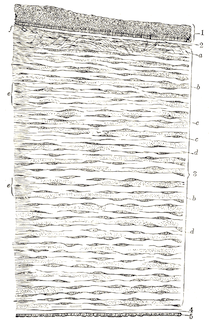 Cornea of the Eye | Definition, Function & Structure - Lesson | Study.com