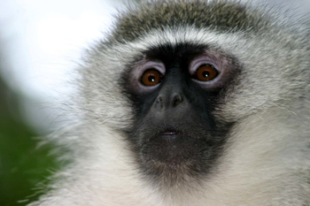 Vervet Monkey Facts: Lesson for Kids | Study.com