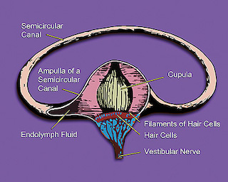 Semicircular Canals | Overview & Function - Lesson | Study.com