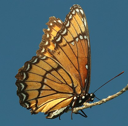Mimicry in Animals | Definition, Types & Examples - Lesson | Study.com
