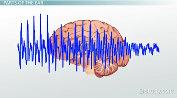 Function & Structure of the Ears - Lesson | Study.com