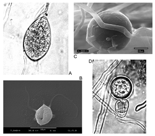 Protist Phyla: Characteristics & Examples | Study.com