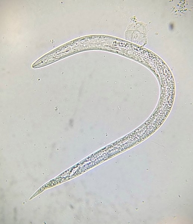 Parasitism | Definition, Types & Examples - Lesson | Study.com