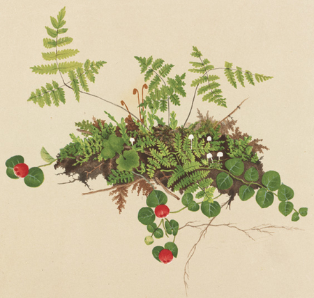 Frond | Overview & Structure | Study.com