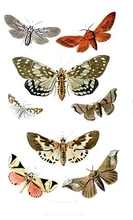 Pheromone | Definition, Types & Function - Lesson | Study.com