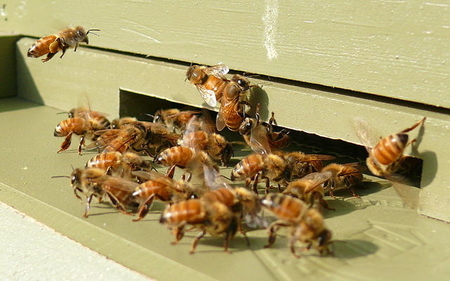 Pheromone | Definition, Types & Function - Video & Lesson Transcript ...