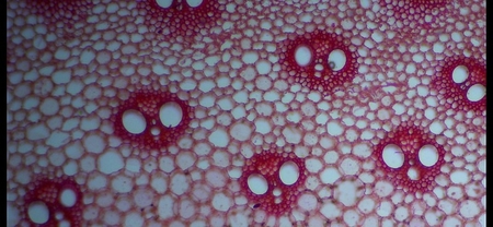 Monocotyledon Plants | Definition, Characteristics & Examples - Lesson ...