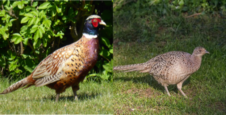 Polymorphism | Definition & Examples - Lesson | Study.com