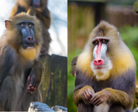 Polymorphism | Definition & Examples - Lesson | Study.com