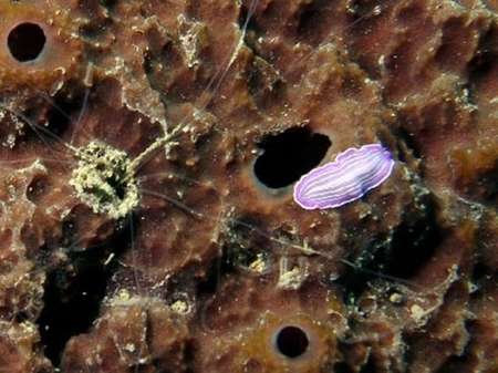 Planaria Anatomy, Regeneration & Reproduction - Lesson | Study.com