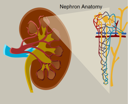 Aldosterone vs. ADH | Overview, Differences & Similarities - Lesson ...