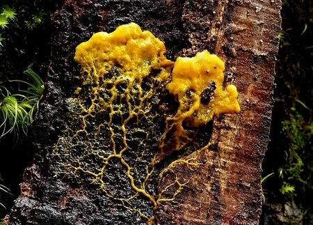 Kingdom Protista | Definition, Characteristics & Examples - Lesson ...