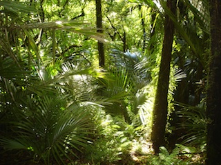 Biotic Factor | Definition, Components & Influences - Lesson | Study.com