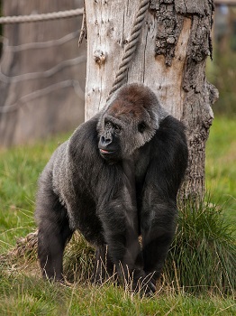 Western Lowland Gorillas: Habitat & Adaptations | Study.com