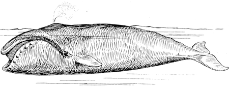 Moby-Dick by Herman Melville | Adaptations & Analysis | Study.com