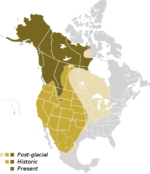 Differences Between Brown, Grizzly & Kodiak Bears - Lesson | Study.com