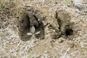Animal Tracks: Types & Identification | Study.com