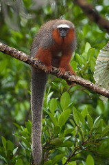 What is a Titi Monkey? - Habitat, Species & Facts | Study.com
