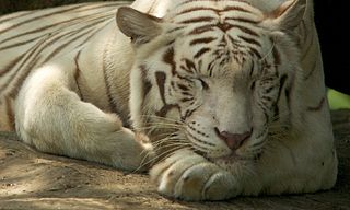 Snow Tiger Facts: Lesson for Kids | Study.com