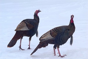 Life Cycle of a Turkey: Lesson for Kids | Study.com