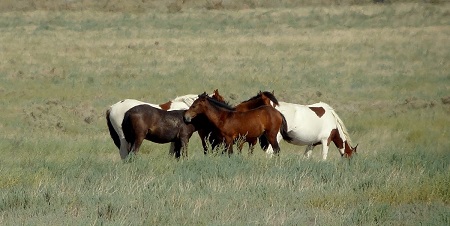 CSET Social Science Subtest II 115 Practice Test