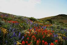 Great Basin Desert | Location, Animals & Plants | Study.com
