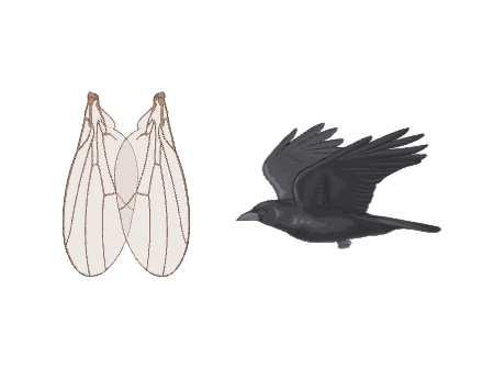 Examining Morphological Evidence of Common Ancestry & Biological ...