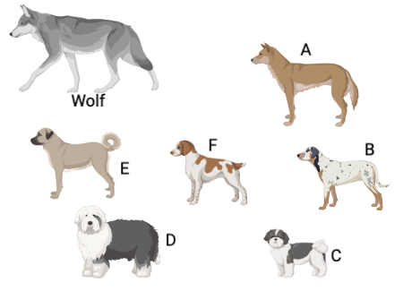 Analyzing How Diversity through All Life Originates from Speciation ...