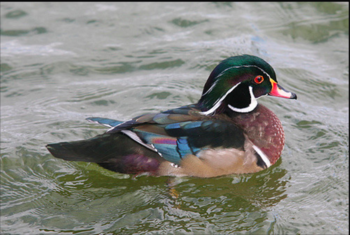 Wood Duck Habitat: Lesson for Kids | Study.com