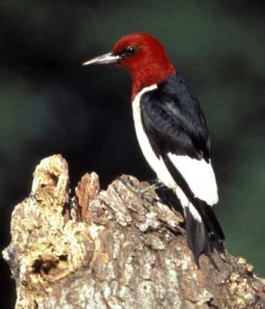 Red-Headed Woodpecker Diet, Characteristics & Habitat | Study.com