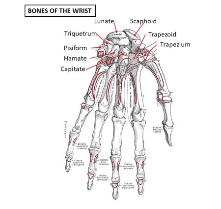 What are the wrist bones called? List the proximal row of wrist bones ...