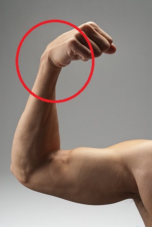 Flexor Carpi Ulnaris Muscle | Action, Location & Origin | Study.com