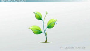 Xylem | Definition & Function - Lesson | Study.com