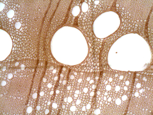 Capillary Action Experiment - Science Class [2021] | Study.com