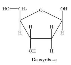 Draw a deoxyribose (sugar). | Study.com