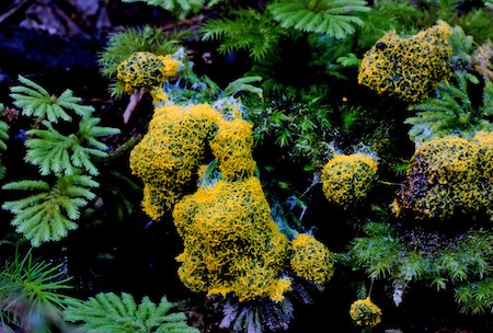 Heterotrophic Protists | Overview & Mode of Nutrition | Study.com