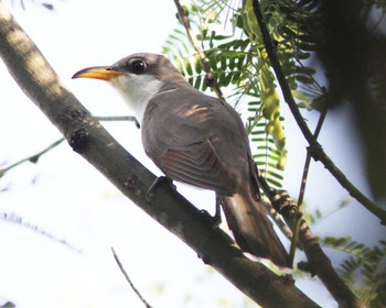 Cuckoo Bird | Facts, Classification & Habitat | Study.com