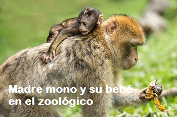 Spanish Animals: Farm & Zoo Vocabulary | Study.com