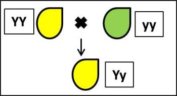 Genetics Lesson for Kids | Study.com