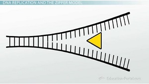 DNA Polymerase & RNA Primase | Functions & End Products - Lesson ...