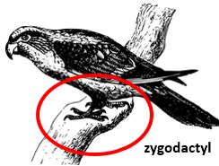 Parrot Adaptations: Lesson for Kids | Study.com