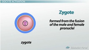 Fertilization | Membrane, Oocyte & Cell Cleavage - Lesson | Study.com