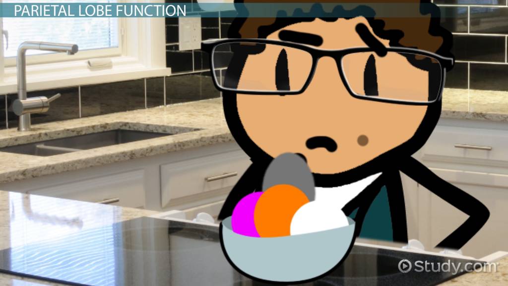 Parietal Lobe Function Lesson for Kids - Lesson | Study.com